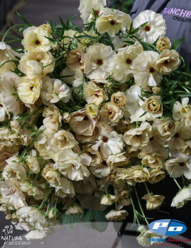 Italian Ranunculus Flowerbulbs