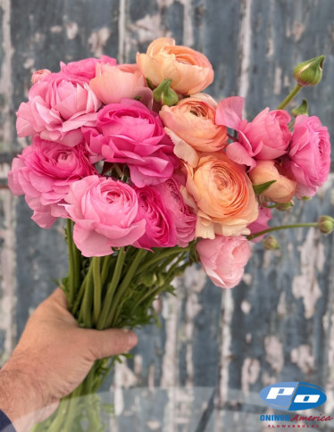 Italian Ranunculus Flowerbulbs