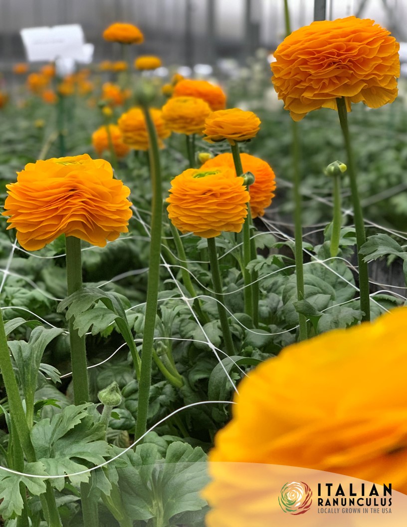 Italian Ranunculus Flowerbulbs