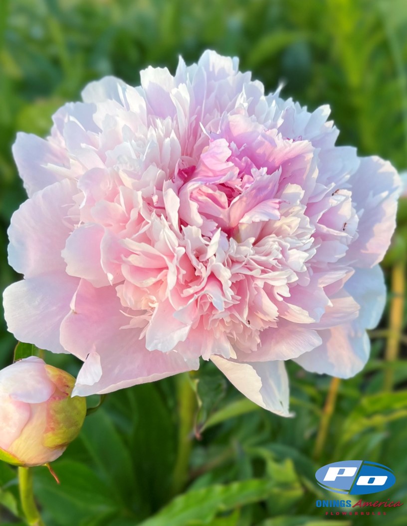 Alertie - Peonies | Onings America