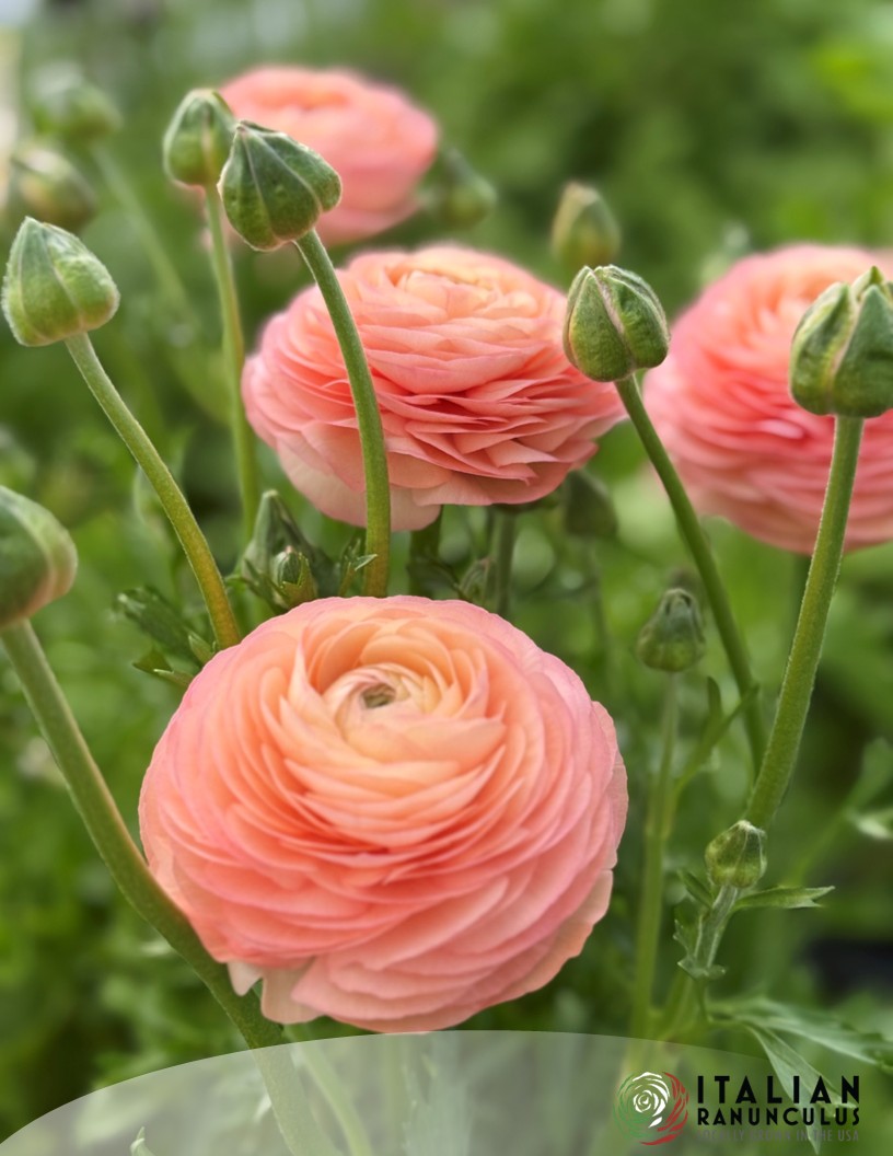 Italian Ranunculus Flowerbulbs