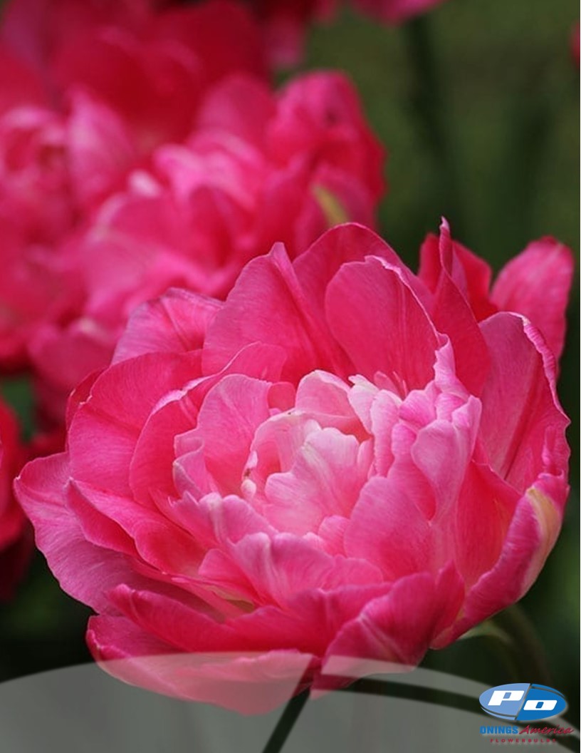 Double Sugar - Tulips | Onings America