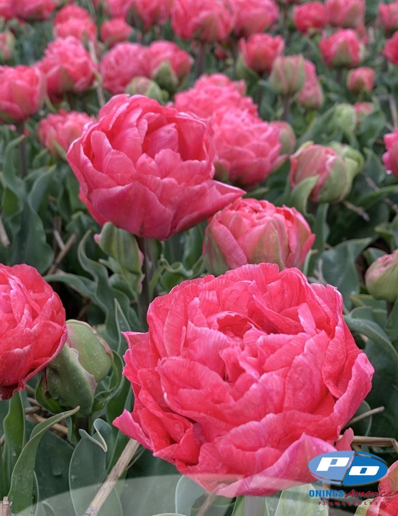 Taiwan - Tulips | Onings America